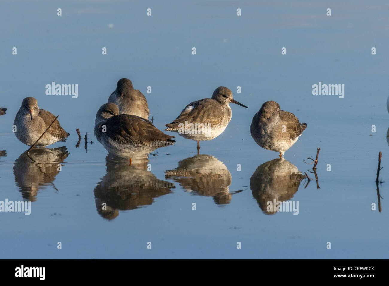 cape shelduck taken at slimbridge on 13/11/2022 Stock Photo - Alamy