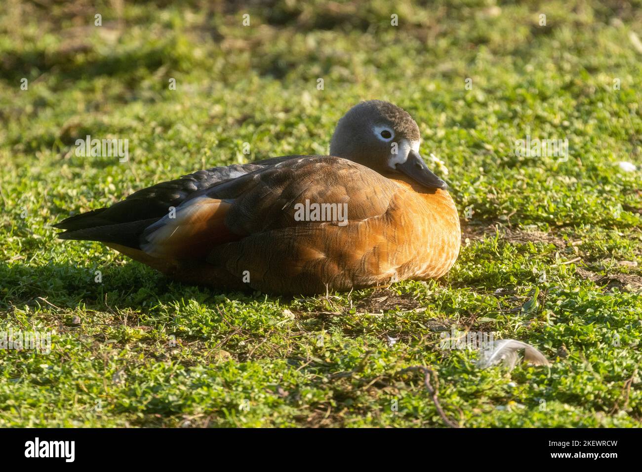 cape shelduck taken at slimbridge on 13/11/2022 Stock Photo - Alamy