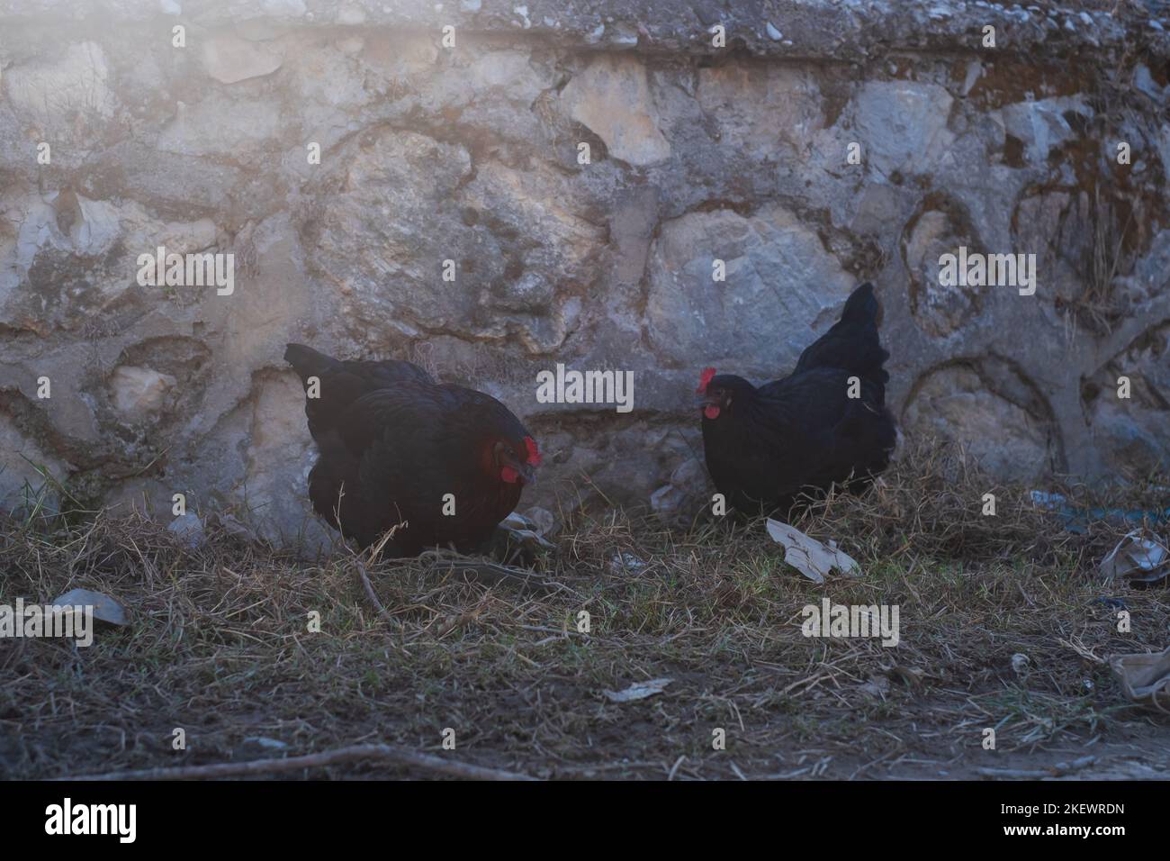 gallus gallus domesticus bird feeding at the farm Stock Photo - Alamy