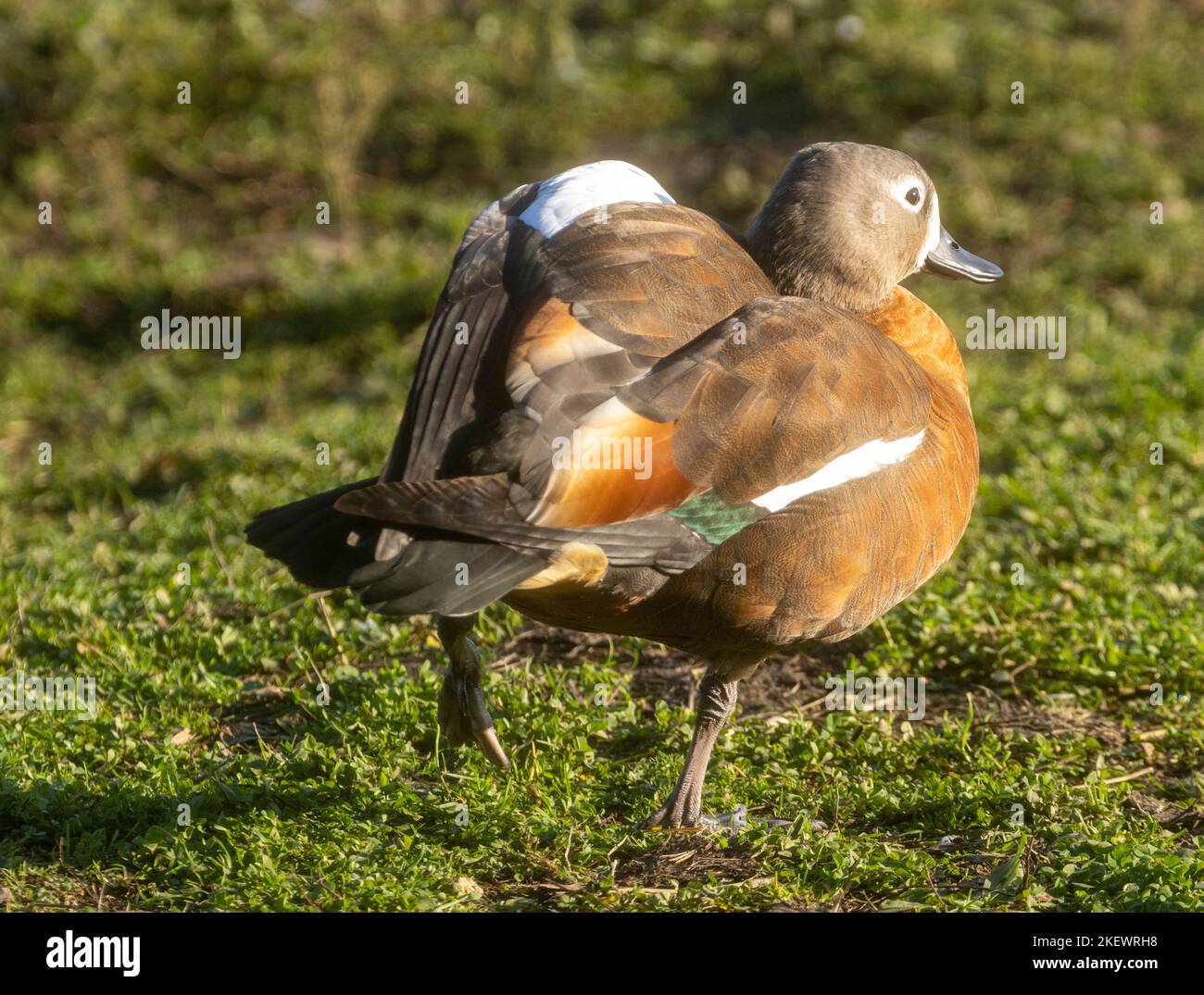 cape shelduck taken at slimbridge on 13/11/2022 Stock Photo - Alamy