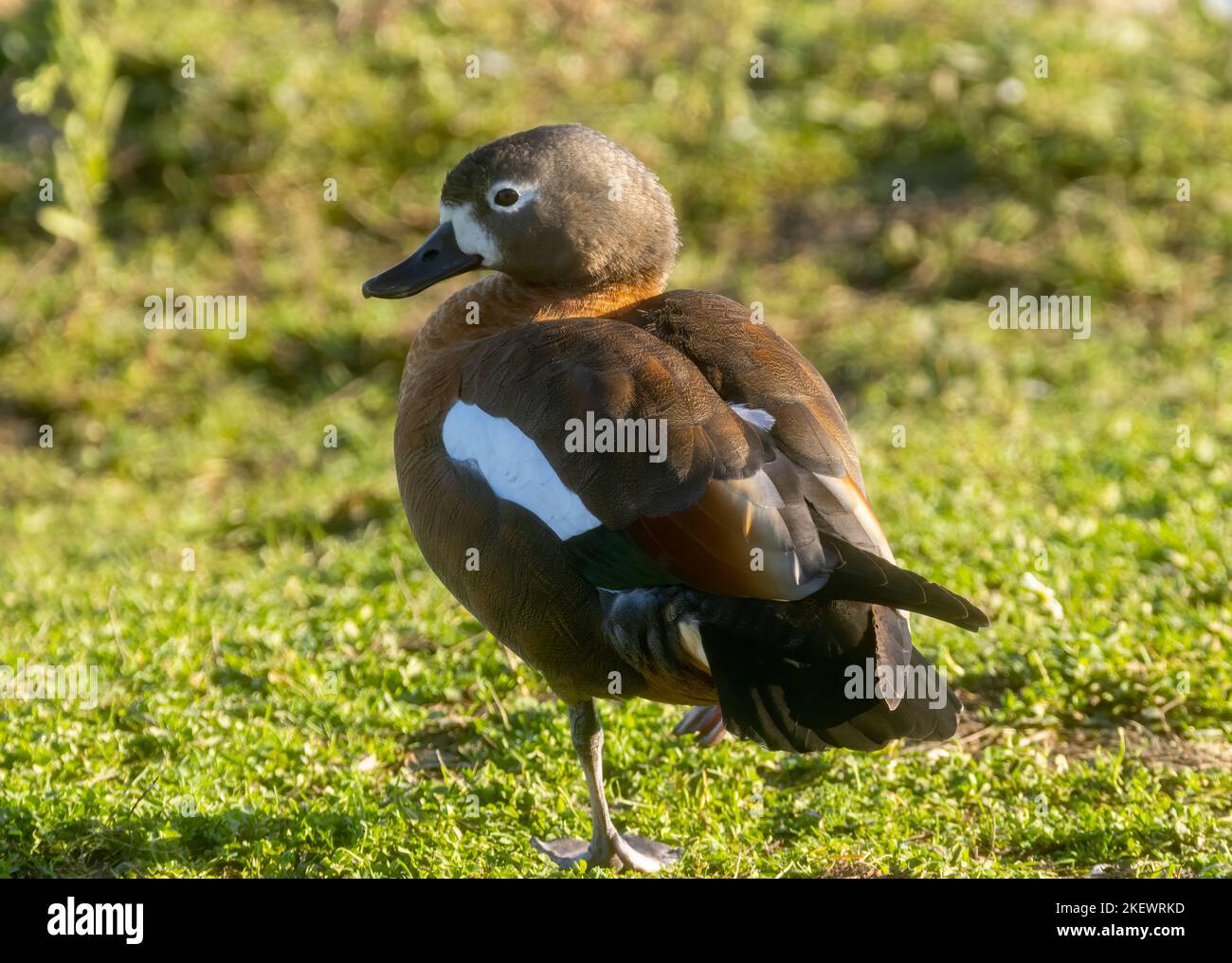 cape shelduck taken at slimbridge on 13/11/2022 Stock Photo - Alamy