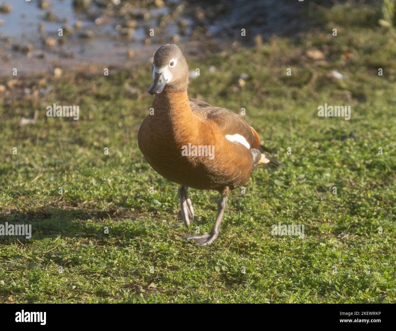 cape shelduck taken at slimbridge on 13/11/2022 Stock Photo - Alamy