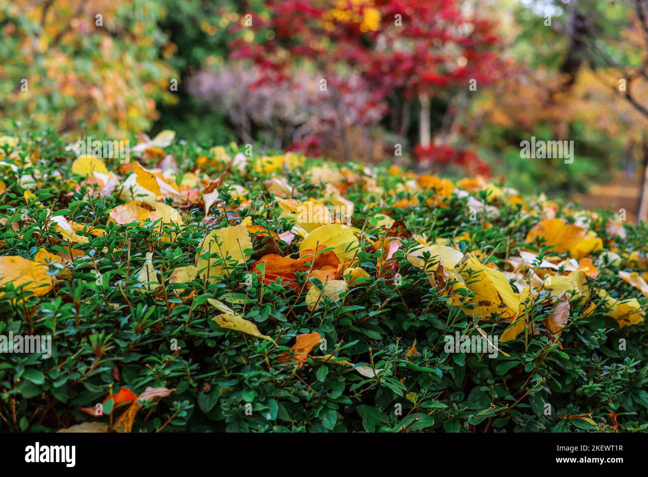 Green bush with fallen leaves in autumn park, closeup Stock Photo - Alamy