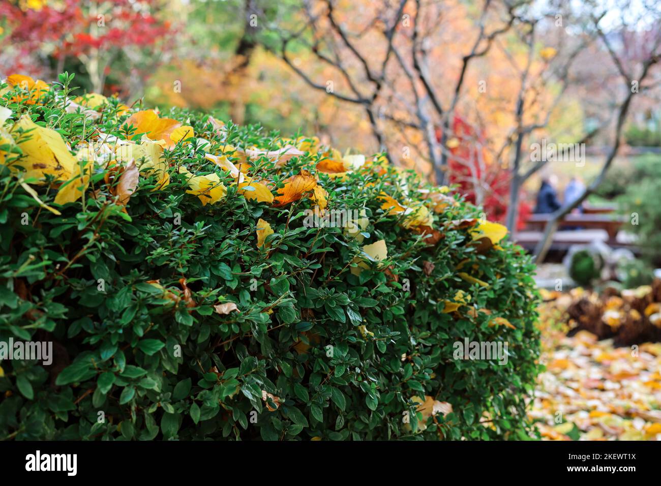 Green bush with fallen leaves in autumn park, closeup Stock Photo - Alamy