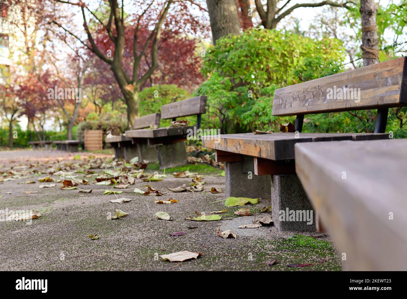 Wooden benches with fallen leaves in autumn park, closeup Stock Photo ...