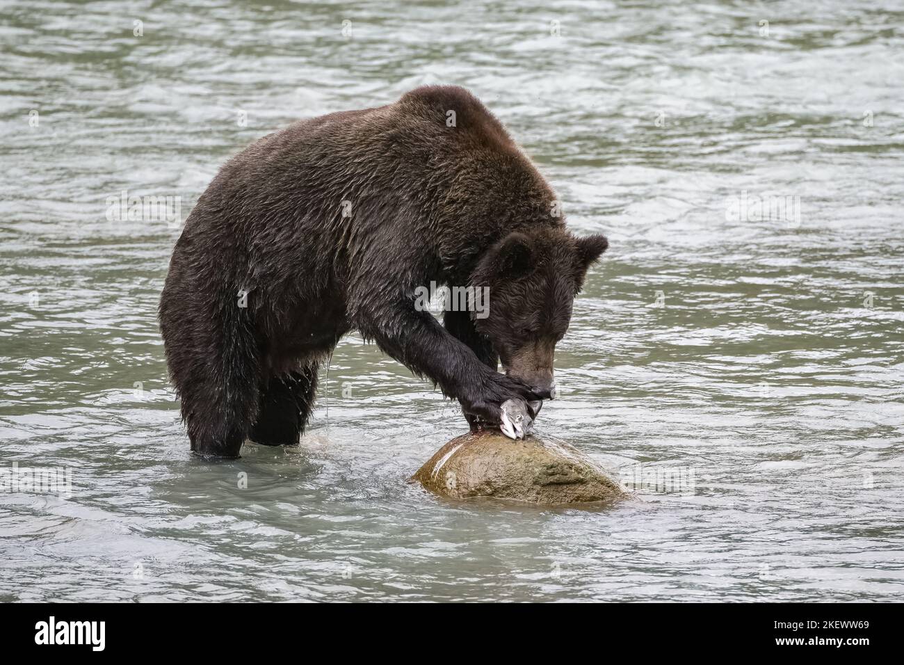 A grizzly eating salmon in the river in Alaska before winter Stock ...