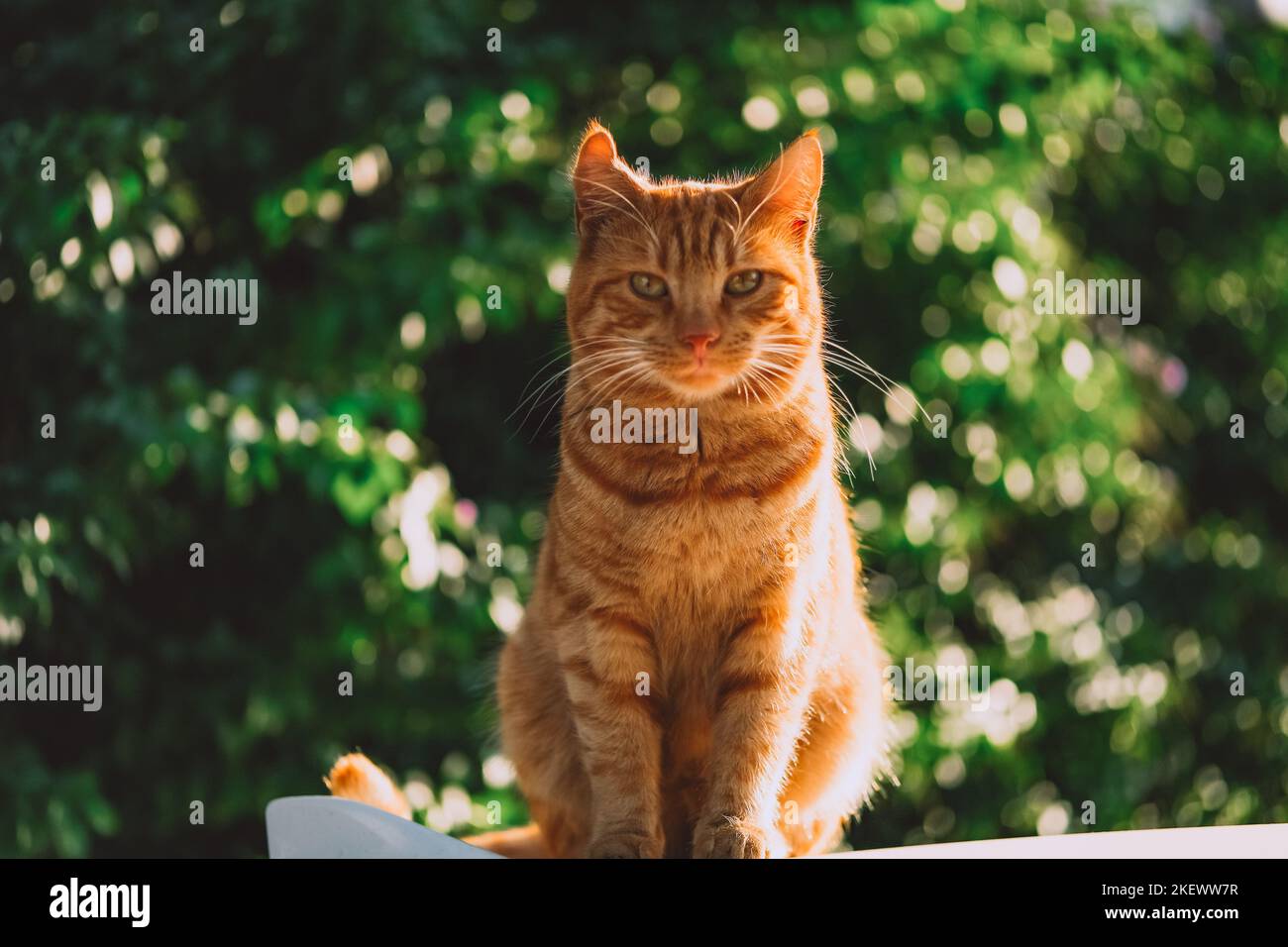 Tabby cat playing outside hi-res stock photography and images - Alamy
