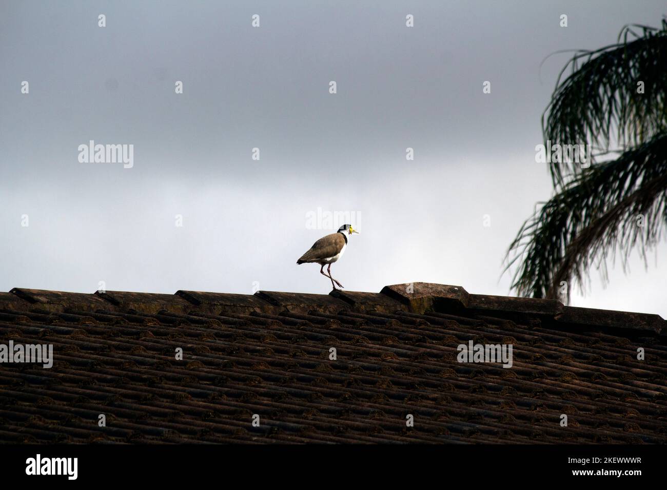 An Australian Masked Lapwings (Vanellus miles) walking on the roof of a ...