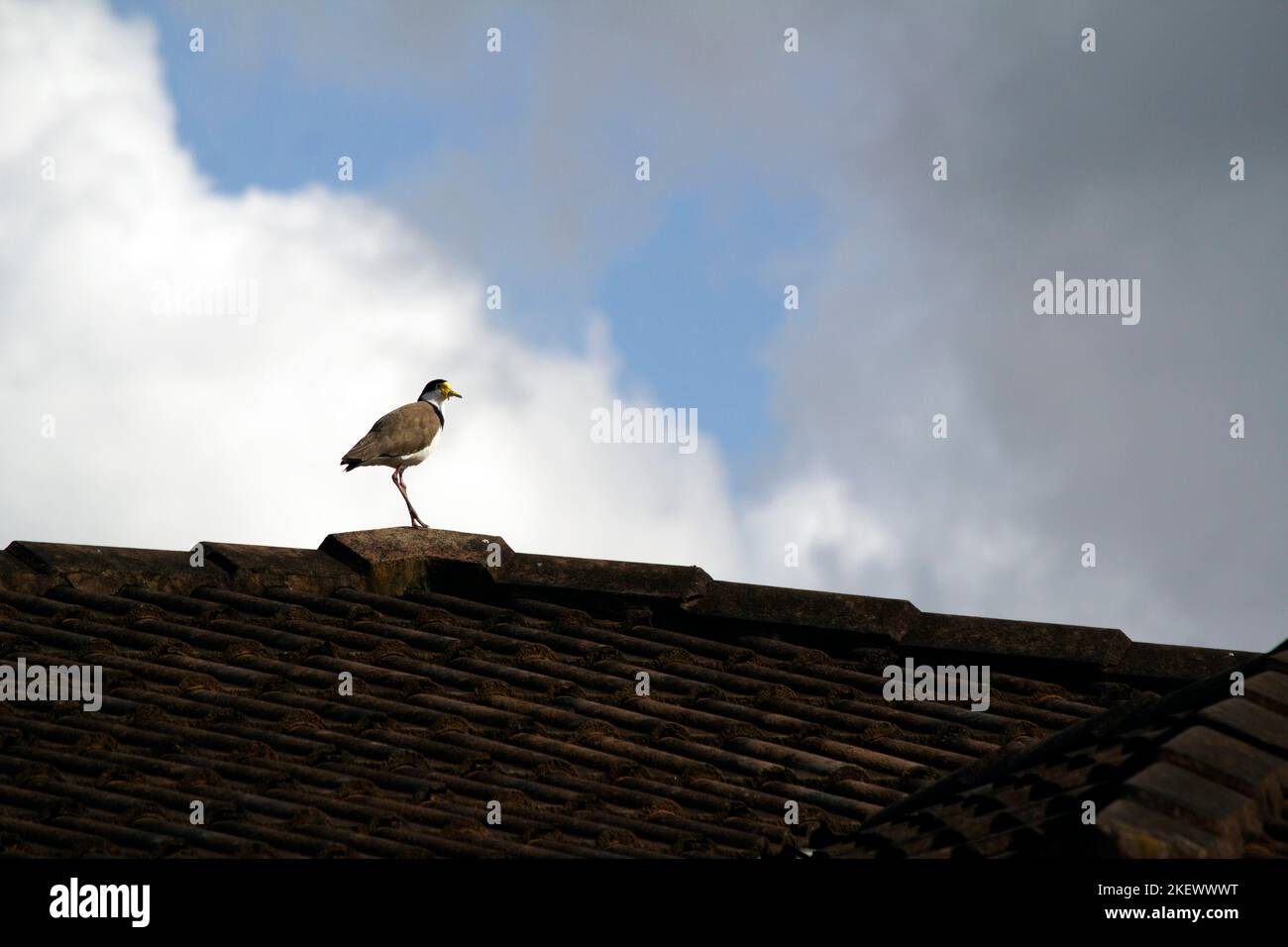 An Australian Masked Lapwings (Vanellus miles) walking on the roof of a ...