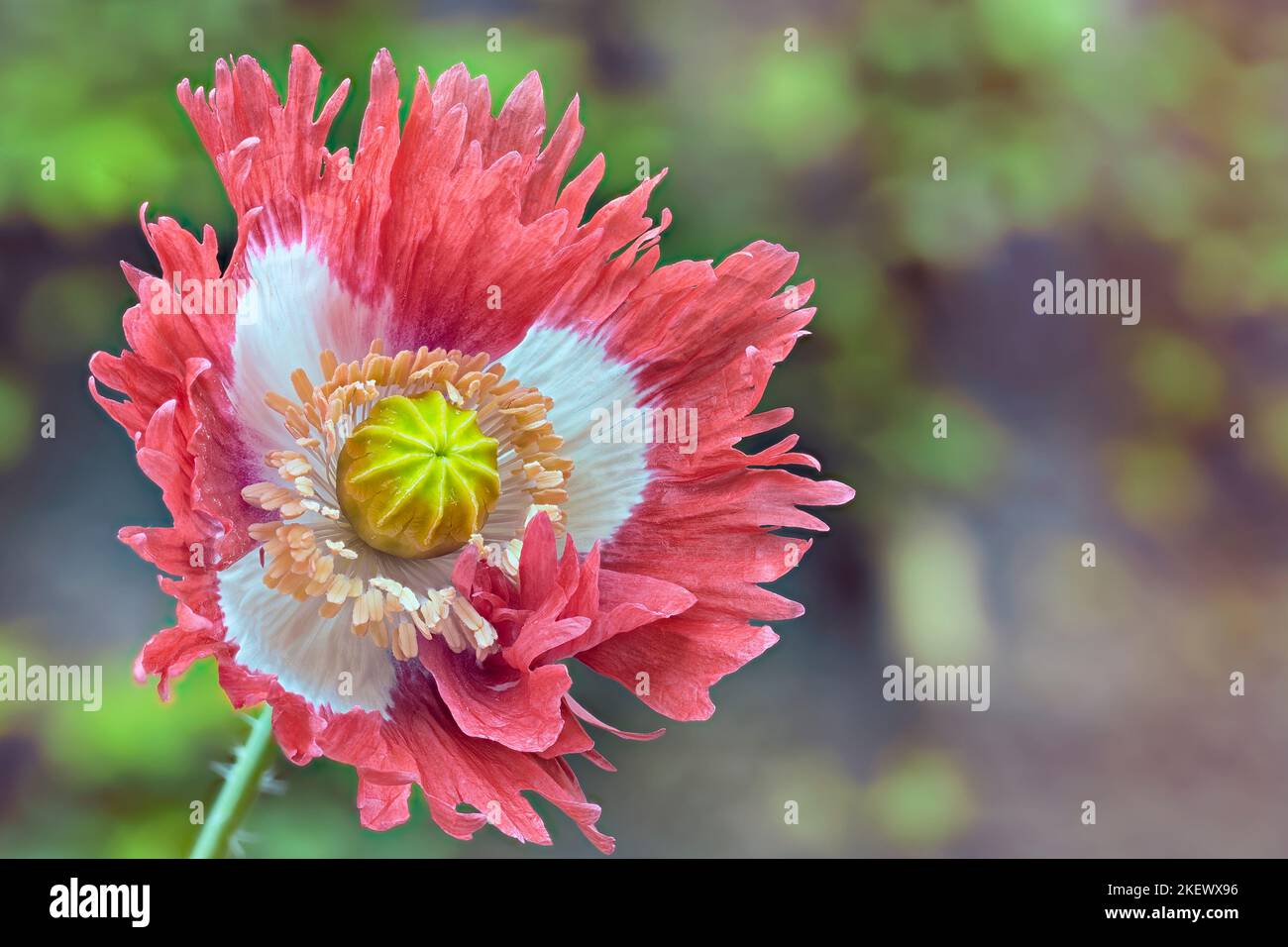 Papaver cv. Danebrog Danish Flag (Papaveraceae). Hybrid poppy, two-tone ...