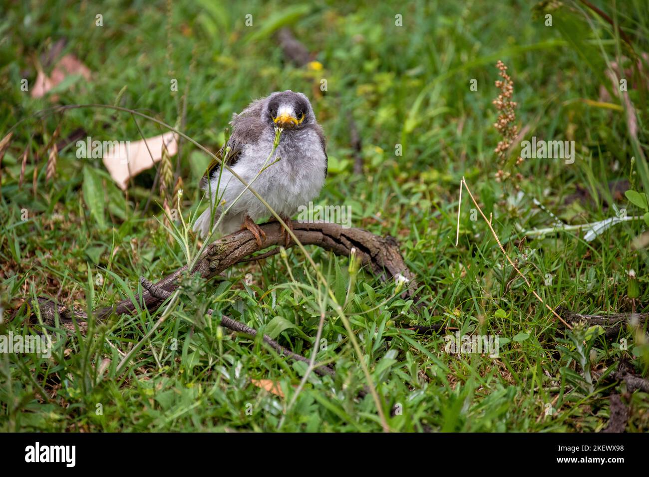A Juvenile Australian Noisy Miner (Manorina melanocephala) perching on ...