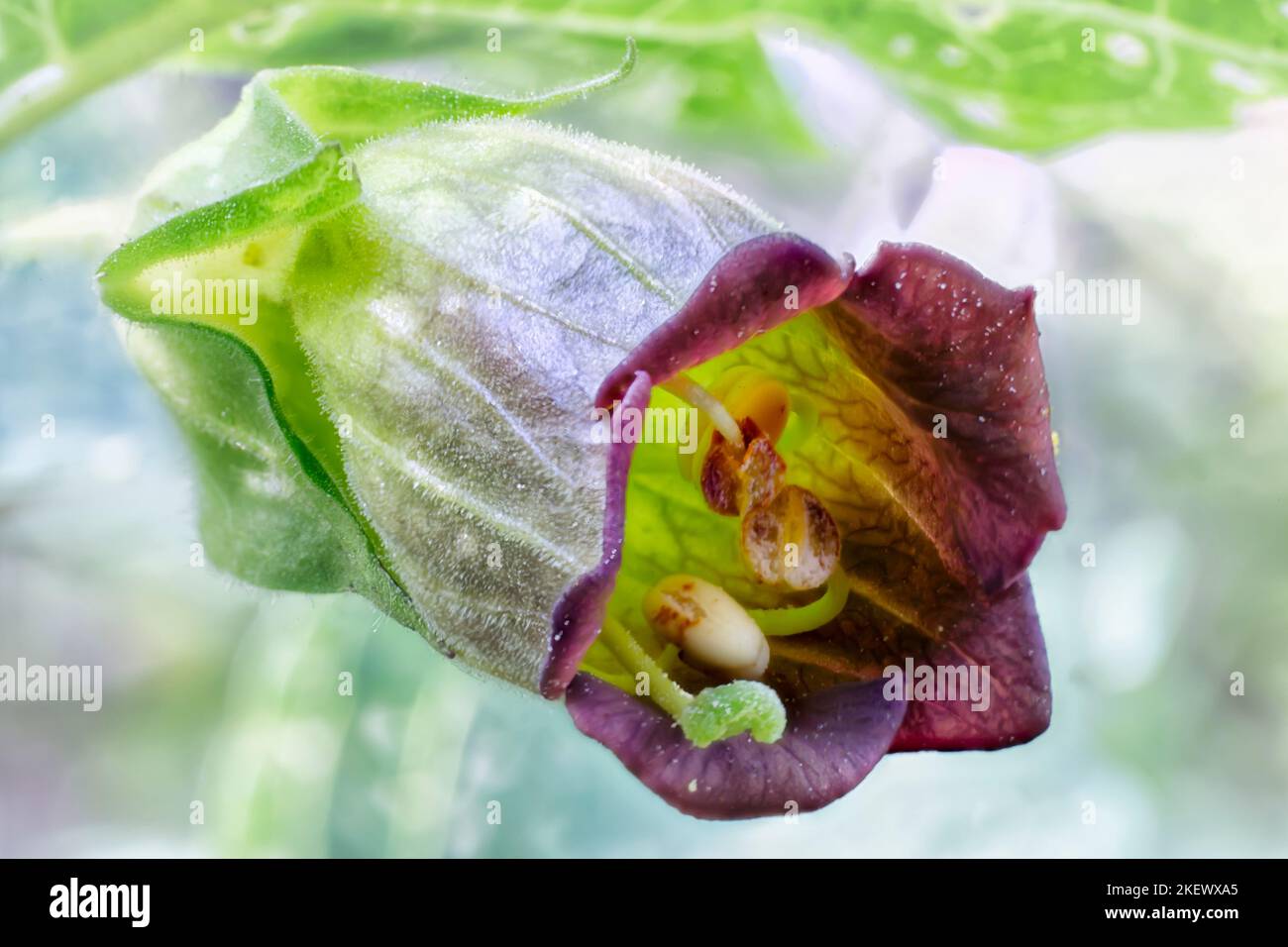 Deadly nightshade (Atropa belladonna), Solanaceae; toxic plant Stock ...