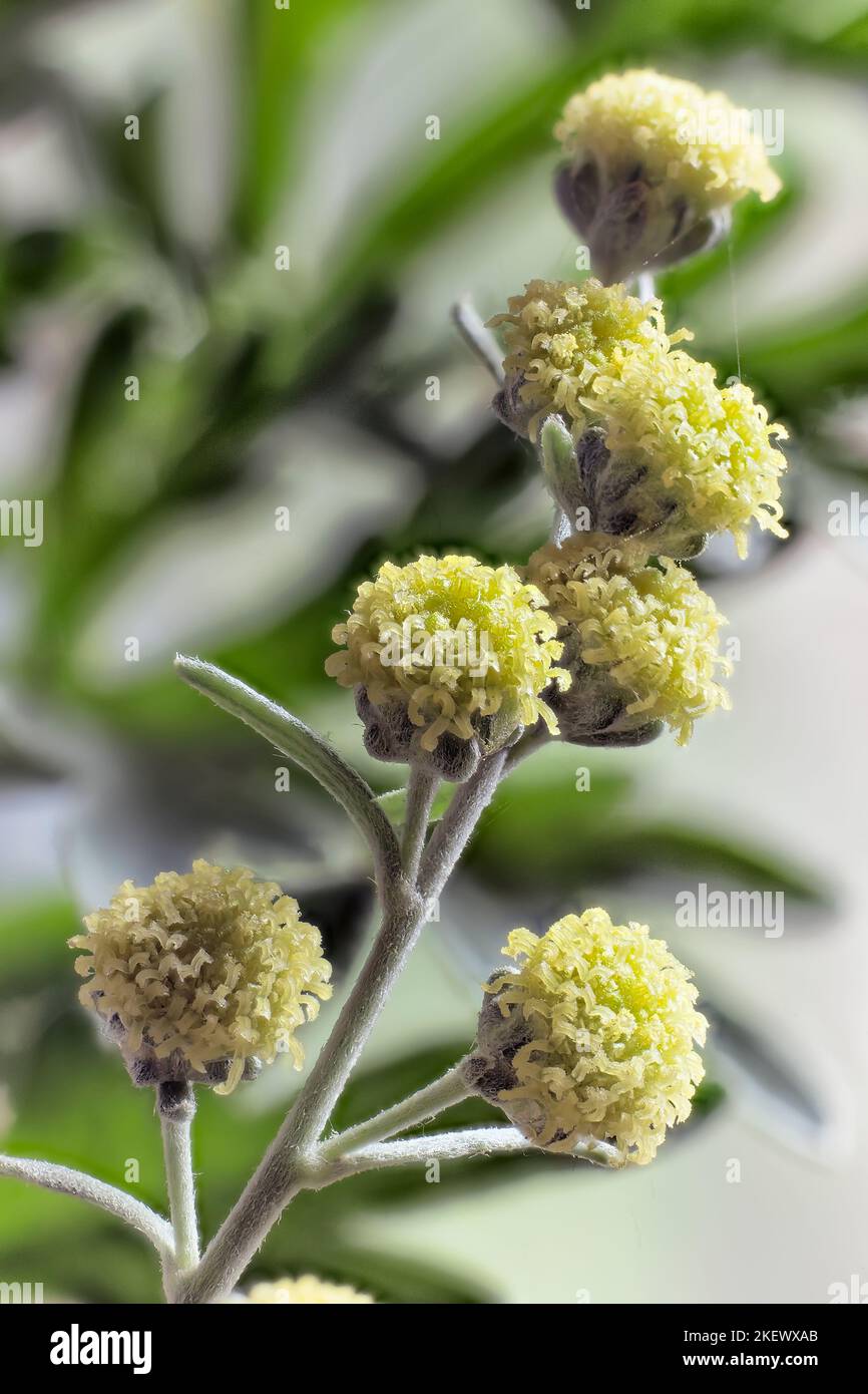 Wormwood (Artemisia absinthium). Wormwood branch, wormwood flowers and ...