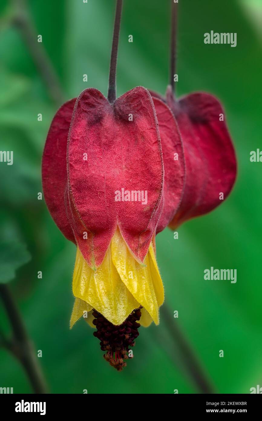 Trailing abutilon (Abutilon megapotamicum). Malvaceae. garden bush ...