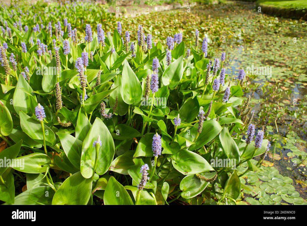 Blue flowers of Pontederia cordata, Pickerel weed in the garden. Summer ...