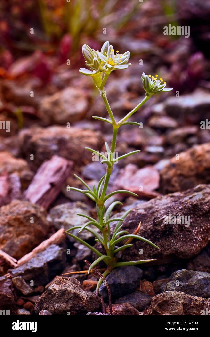 Perennial knawel (Scleranthus perennis). Caryophyllaceae. Wild plant ...