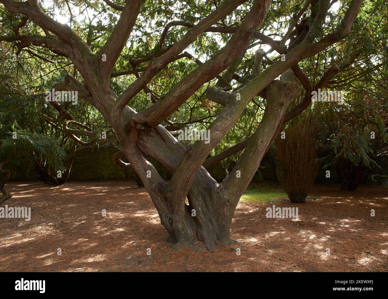 DISTORTED TREE TRUNKS IN THE BOTANIC GARDENS Stock Photo - Alamy