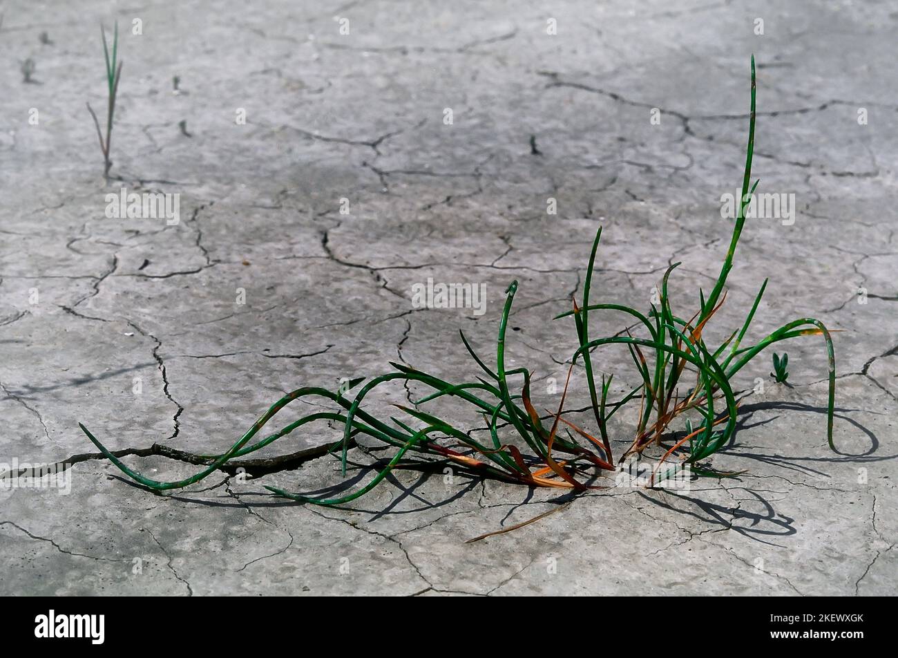 Coast barbgrass (Parapholis incurva), Graminaceae. Salty soil grass ...