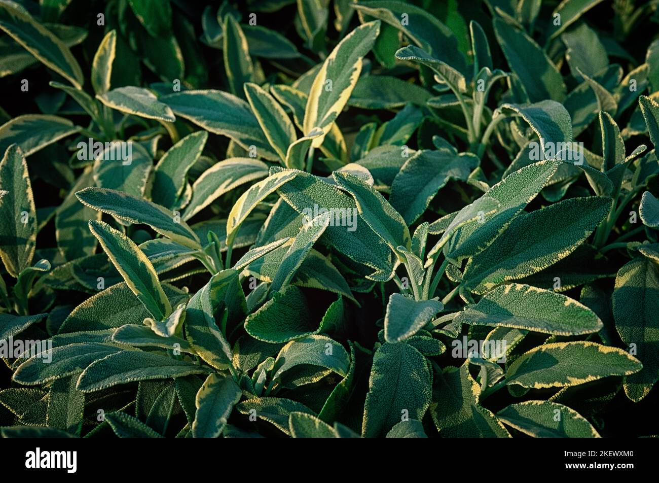 Bicolor sage (Salvia officinalis cv. bicolor); Lamiaceae; food shrub ...