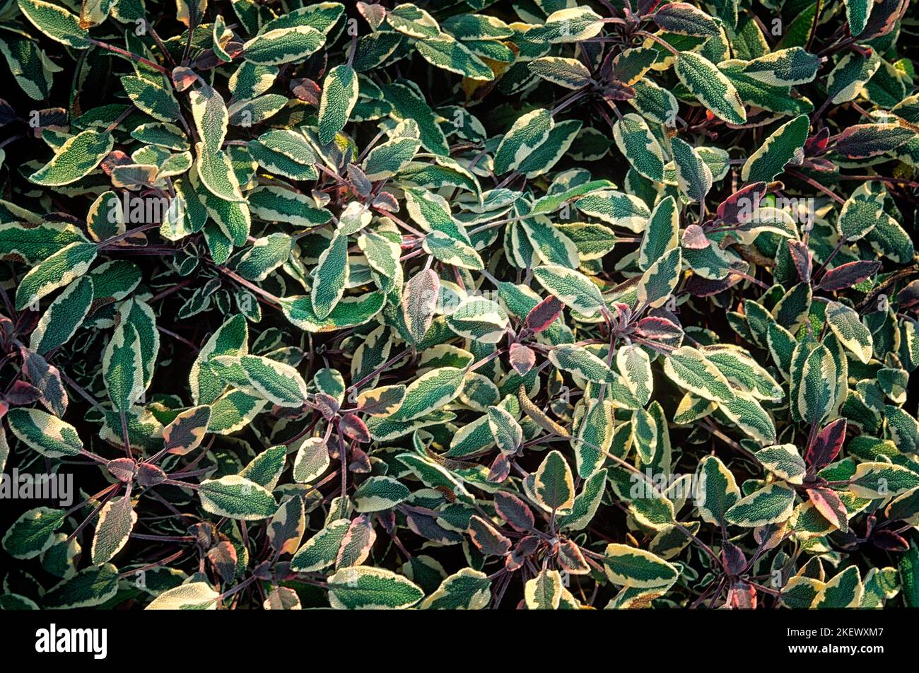 Tricolor sage (Salvia officinalis cv. tricolor); Lamiaceae; food shrub ...