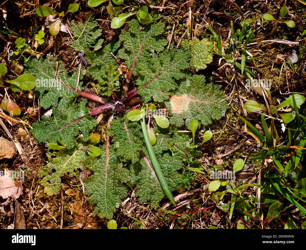 Rosette basal leaves hi-res stock photography and images - Alamy