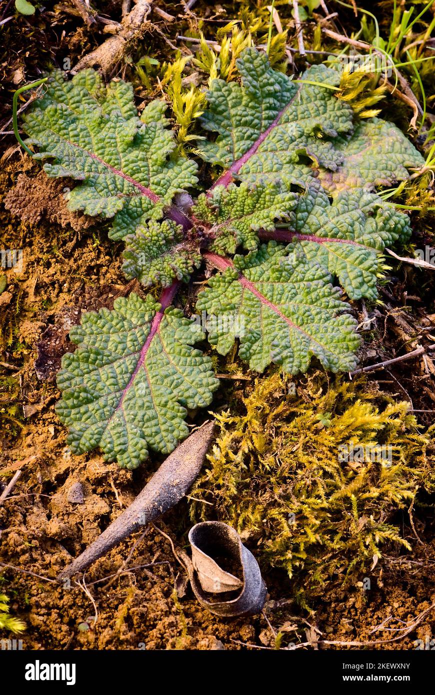 leaves, basal rosette of Wild clary (Salvia verbenaca); Lamiaceae; food ...