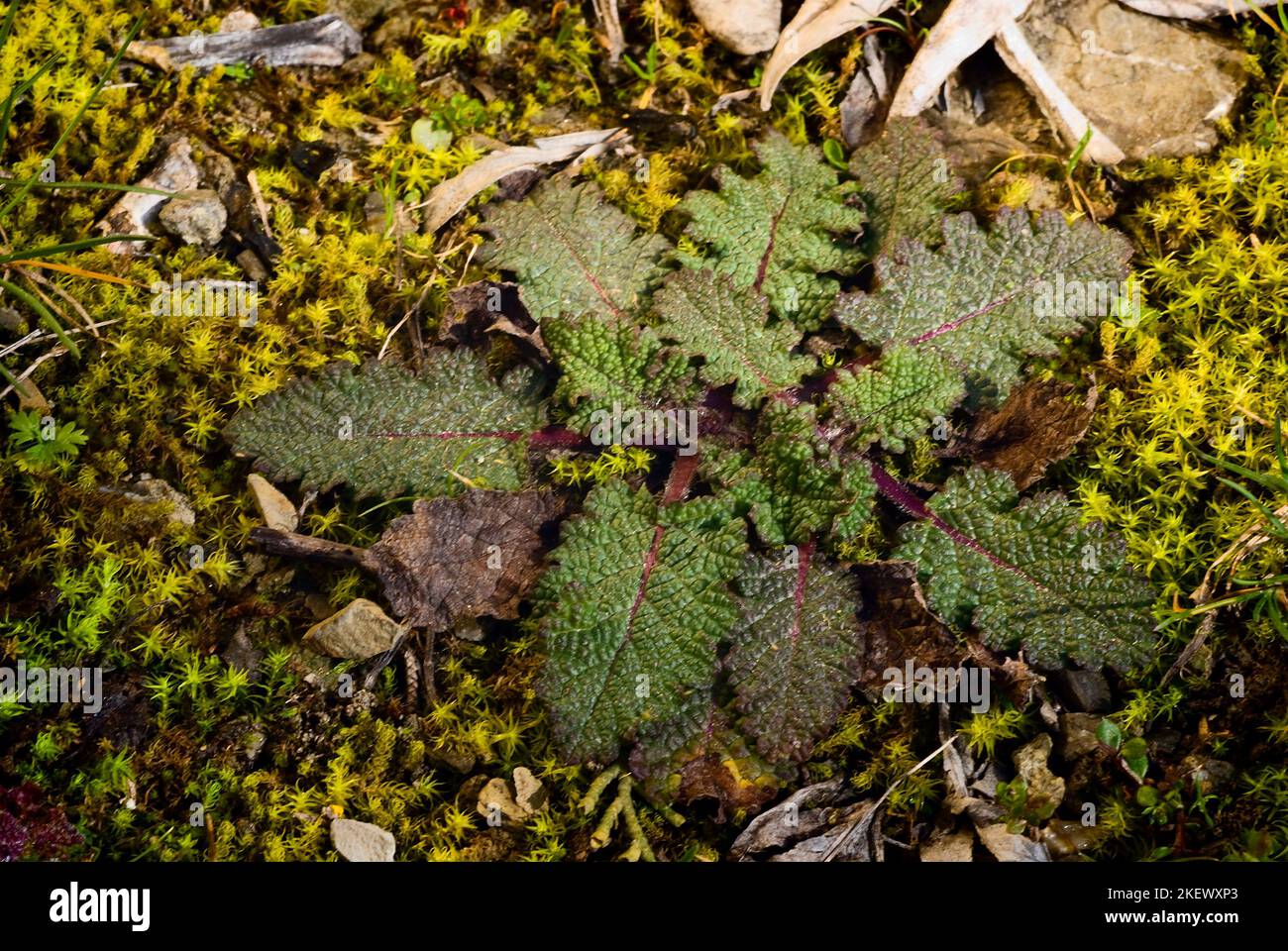 Basal rosette hi-res stock photography and images - Alamy