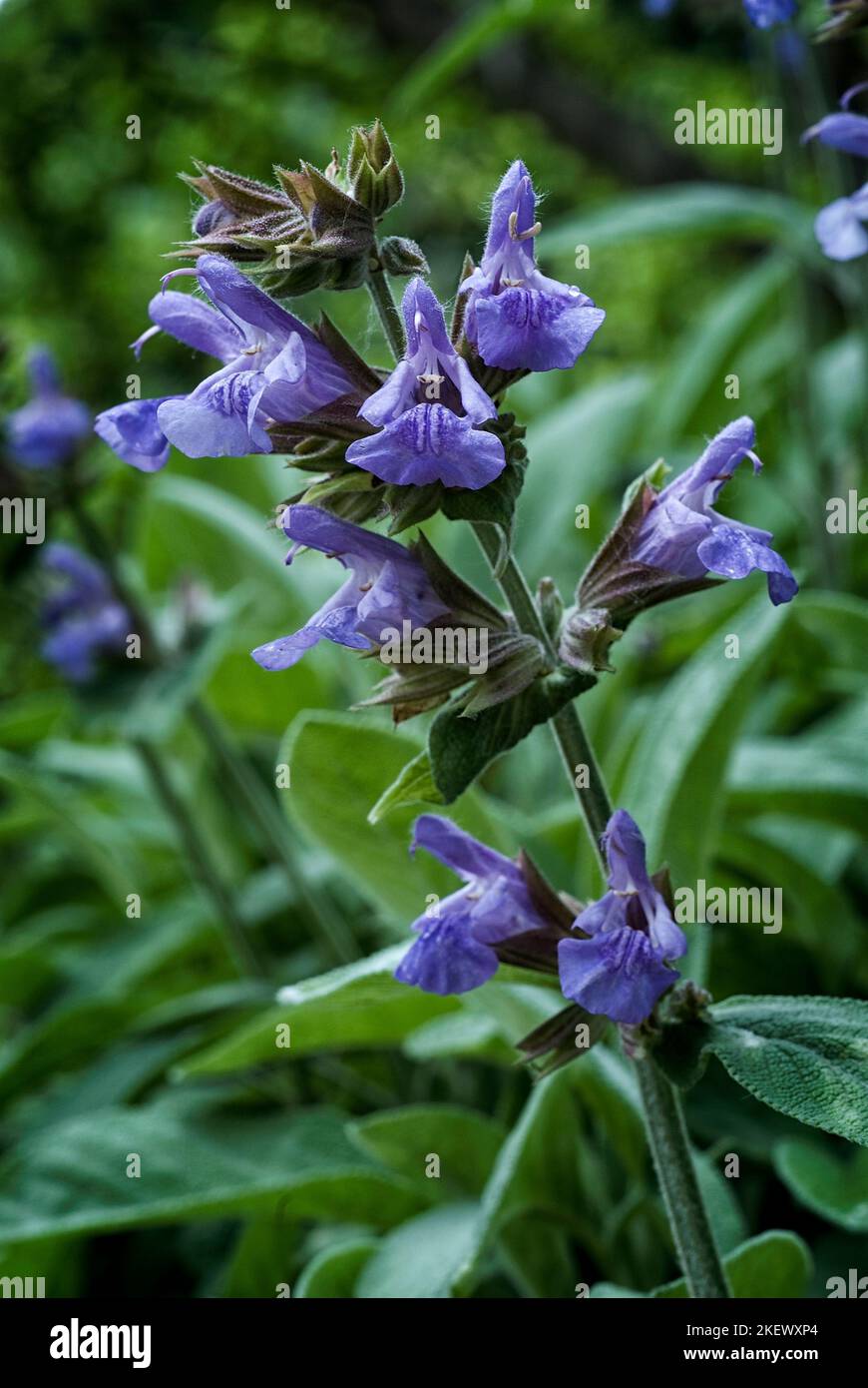 Common sage (Salvia officinalis); Lamiaceae; food shrub of european ...