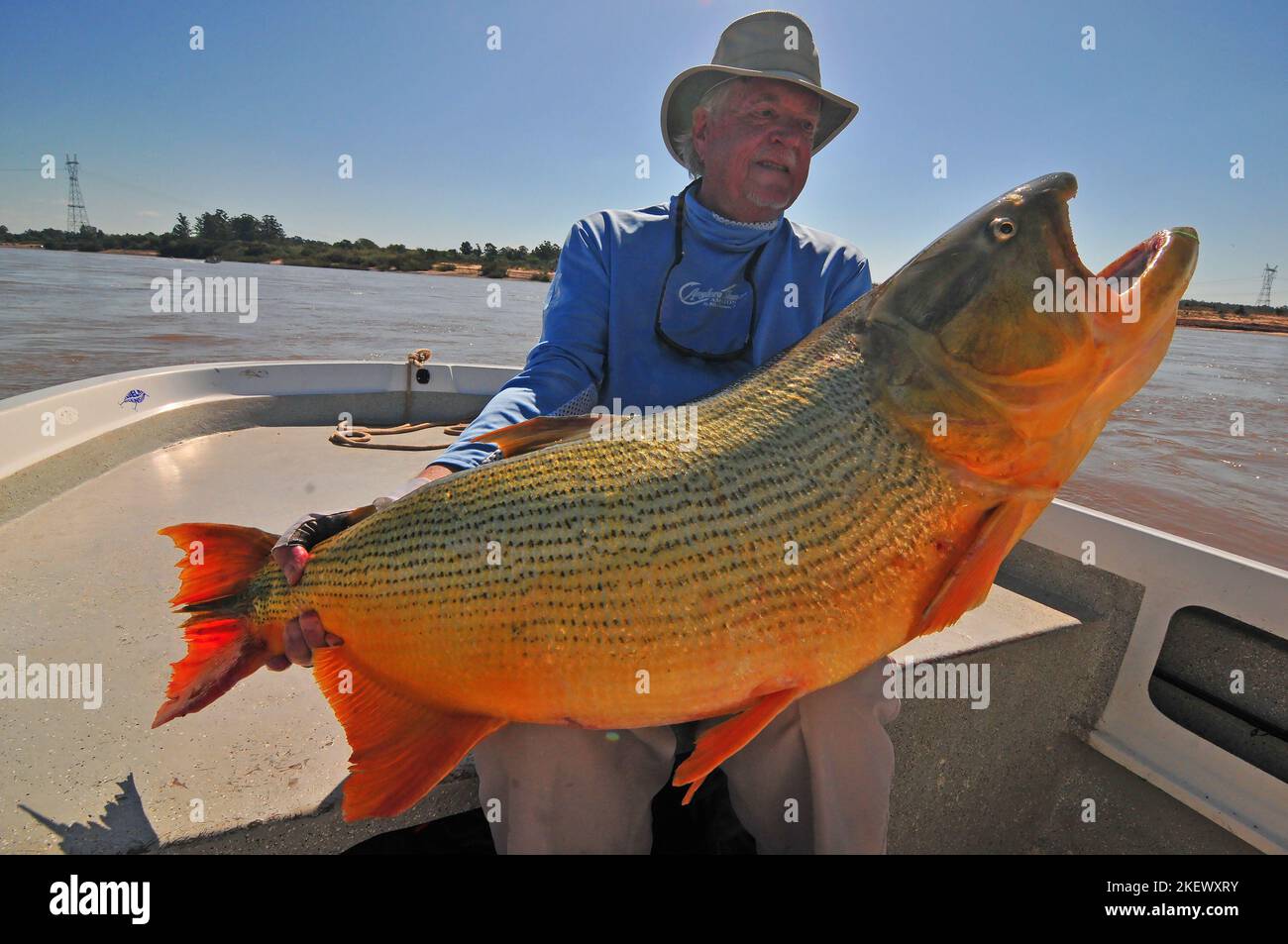 An angler lifts a monster golden dorado caught in the Uruguay River at ...