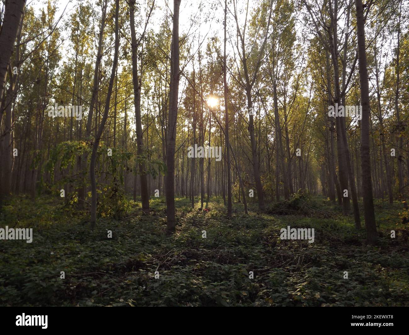 The forest along the river Danube in the dry part of the year near the ...