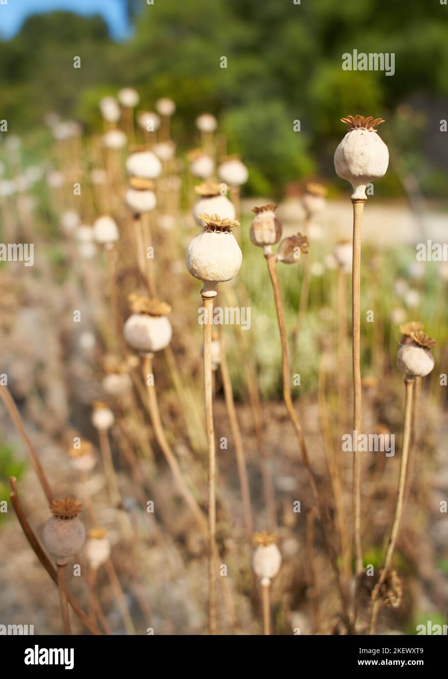 Dry fruit of Opium poppy head in the garden. Summer and spring time ...