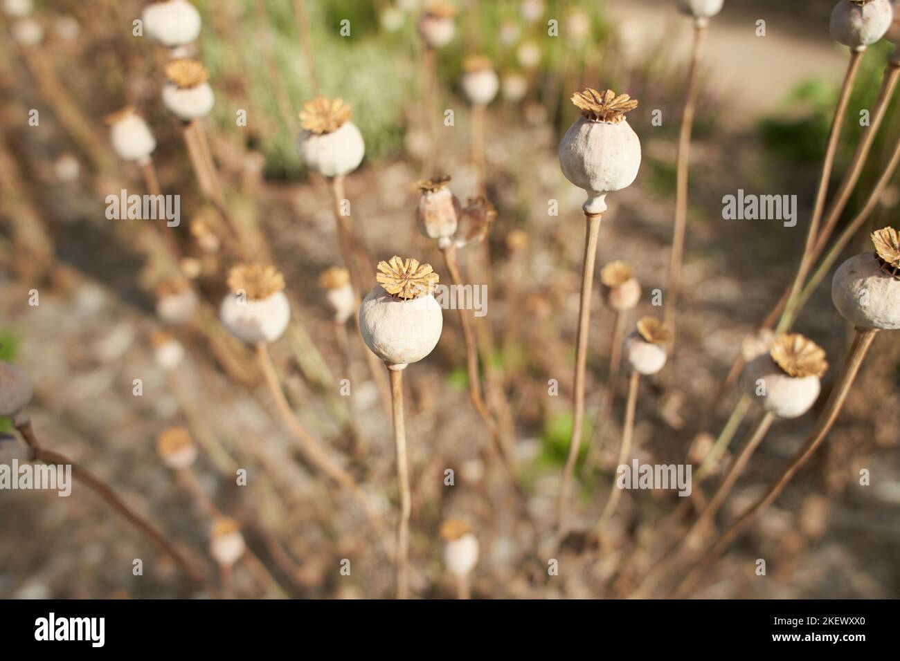 Dry fruit of Opium poppy head in the garden. Summer and spring time ...