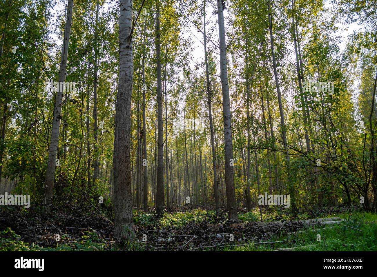 The forest along the river Danube in the dry part of the year near the ...