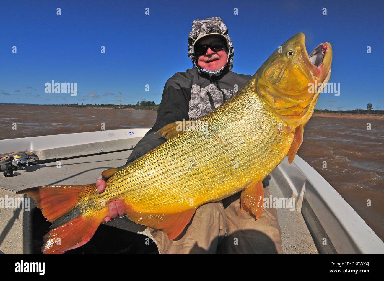 Golden dorado fish river hi-res stock photography and images - Alamy