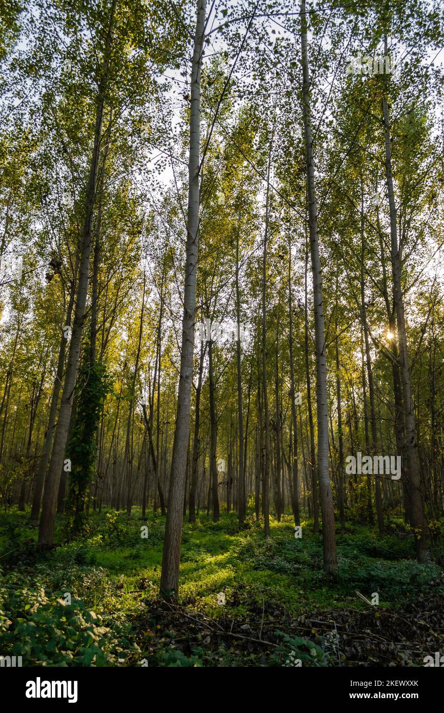 The forest along the river Danube in the dry part of the year near the ...