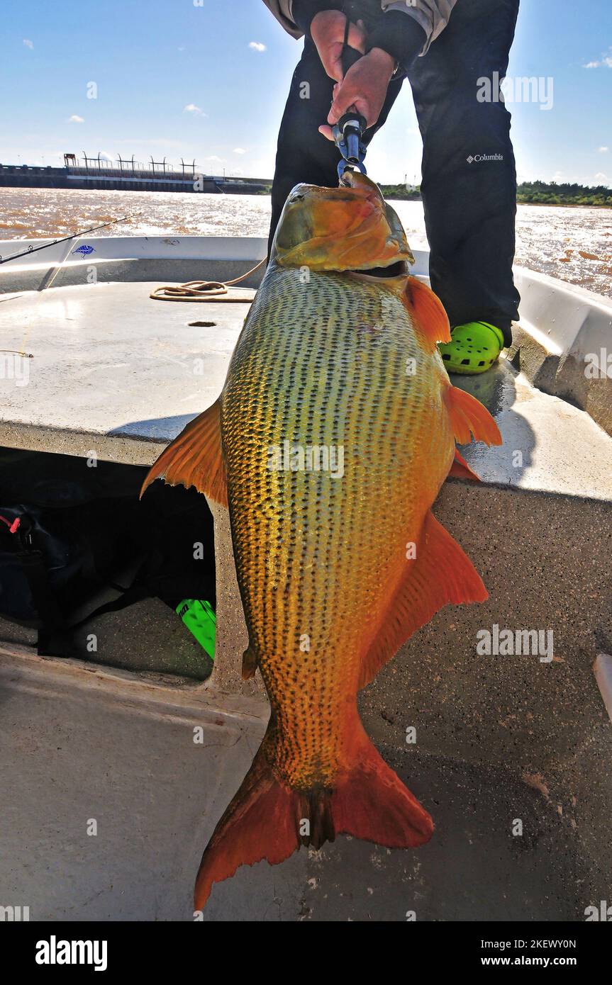 A guide lifts a monster golden dorado caught in the Uruguay River at La ...