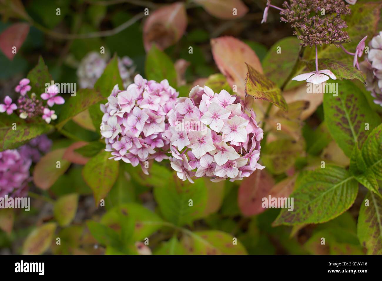 Mountain Hydrangea (Hydrangea serrata) blossoms in the garden Stock ...
