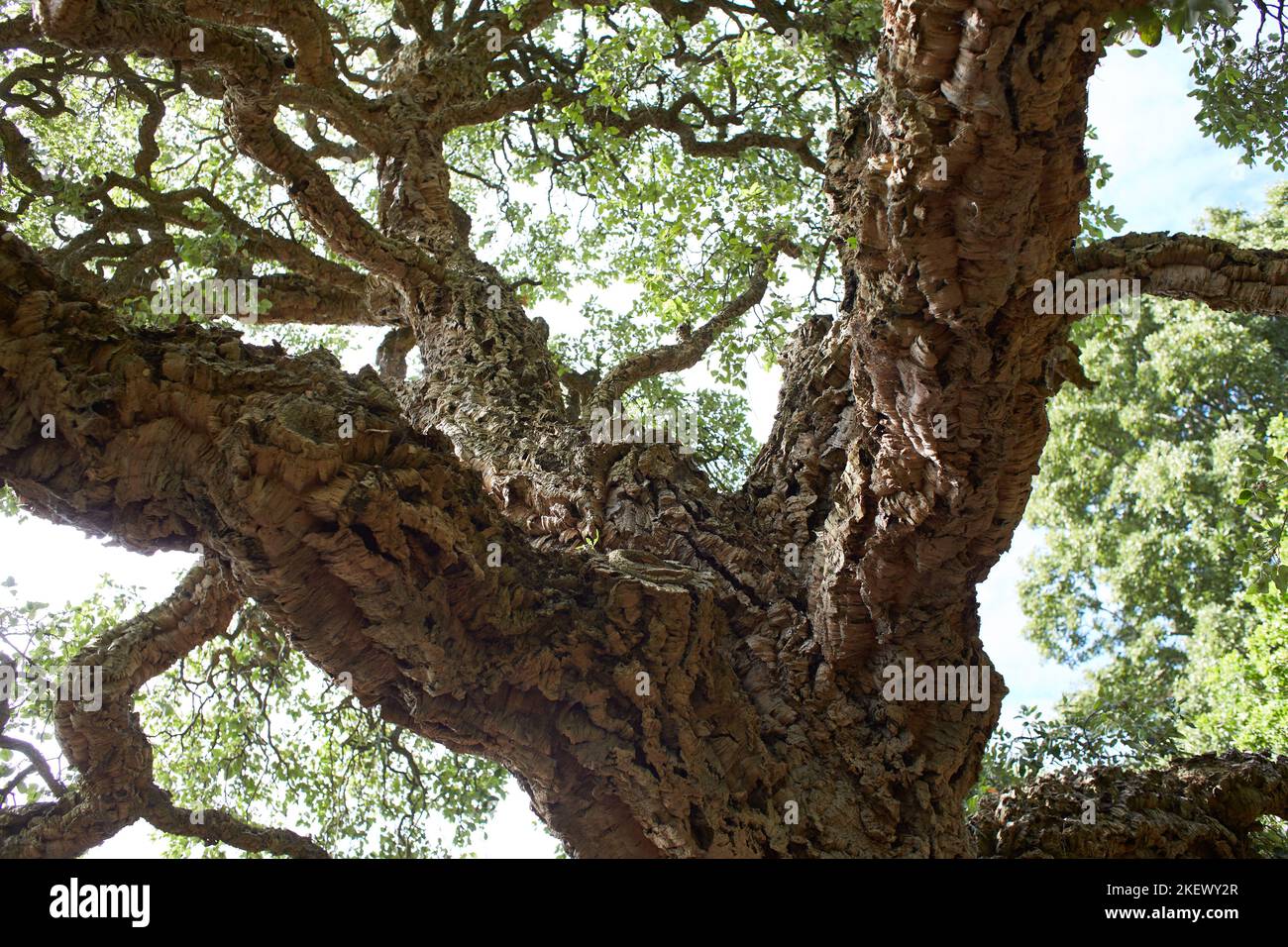 North African tree "fagaceae quercus suber" in the garden Stock Photo ...