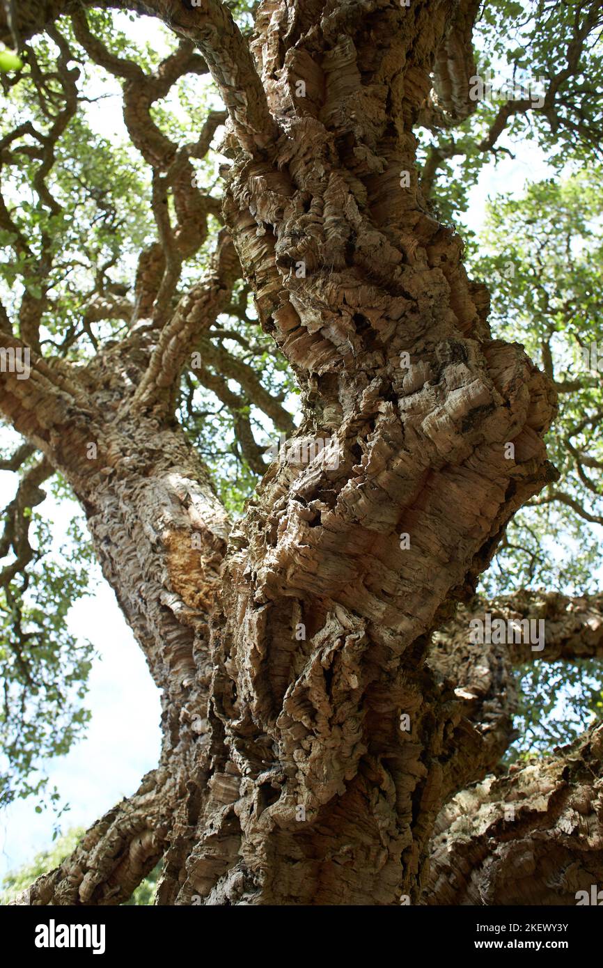 African oak tree hi-res stock photography and images - Alamy