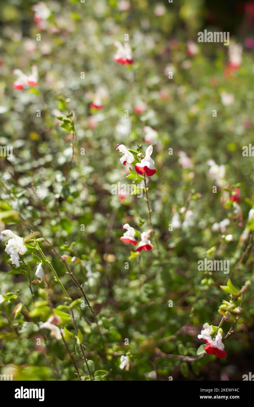 Red and white hot lips salvia flowers hi-res stock photography and ...