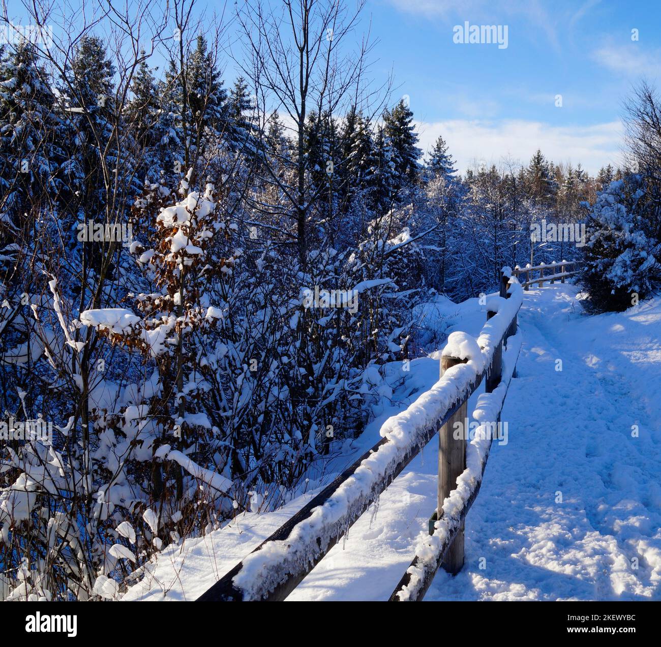 picturesque wintery woods with tall old trees covered with snow on a ...