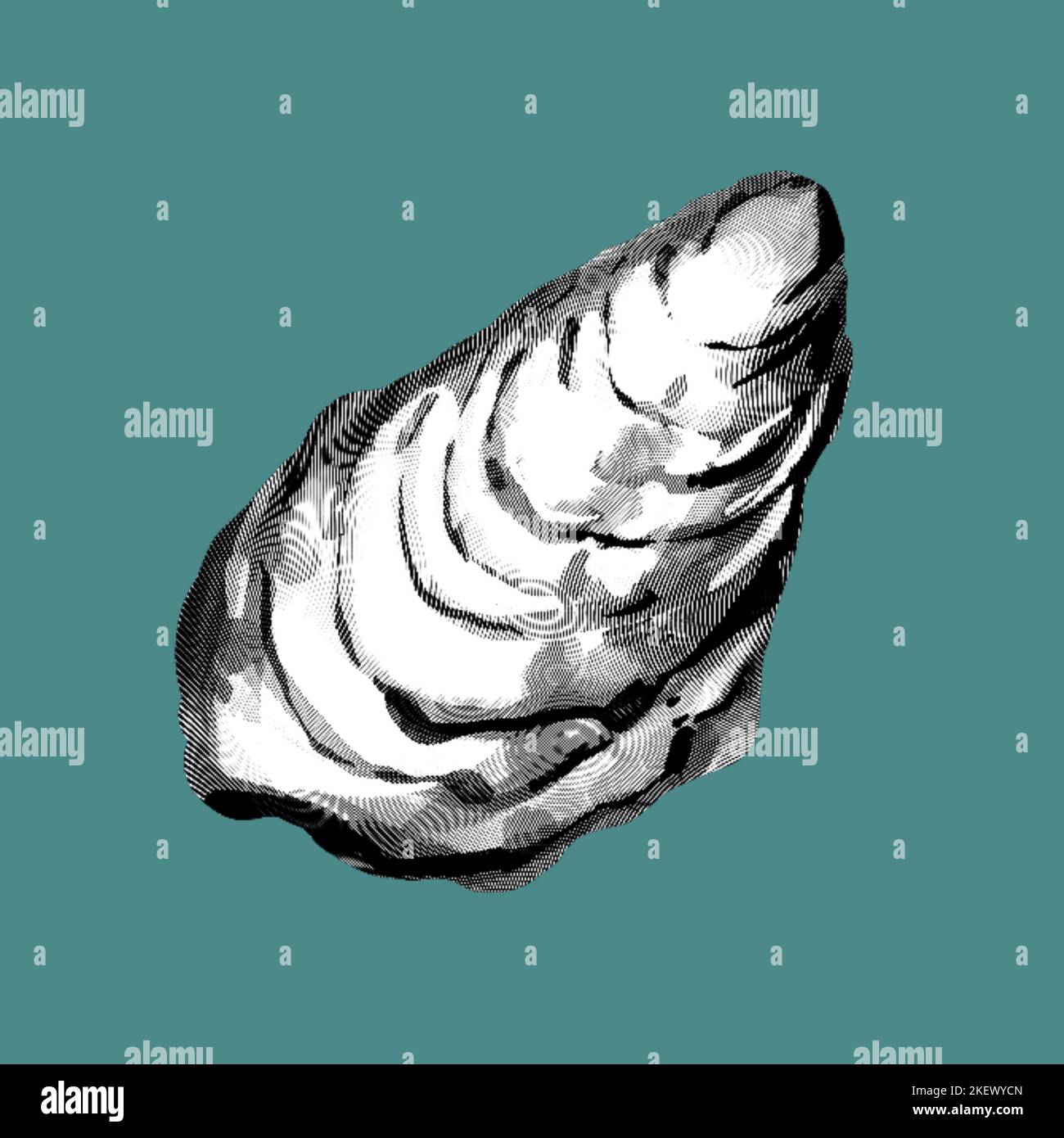 Graphic engraving of a seashell.Realistic shells illustration Stock ...