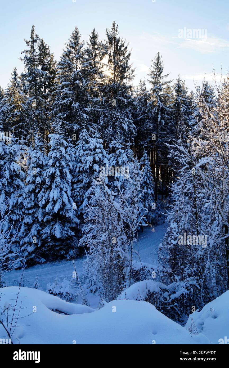 picturesque wintery woods with tall old trees covered with snow on a ...