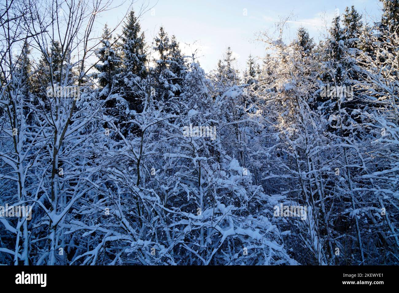 picturesque wintery woods with tall old trees covered with snow on a ...
