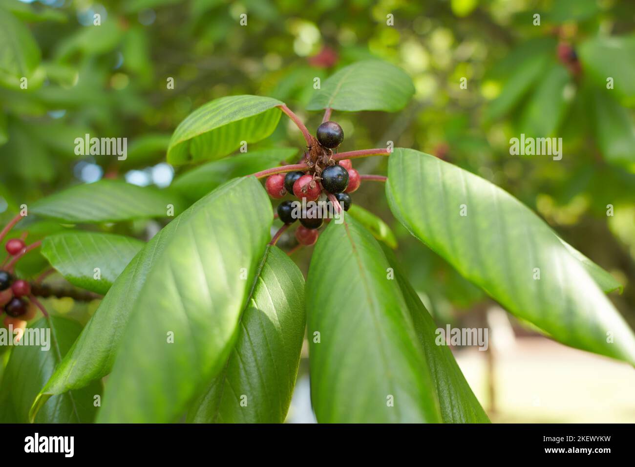 Red flowers of Carolina Buckthorn Berry Plants - Rhamnus caroliniana in ...