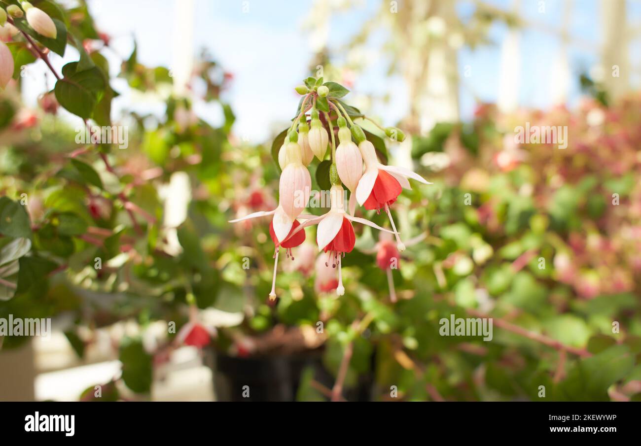 Large number of blooming Pink and white Fuchsia flowers Stock Photo - Alamy