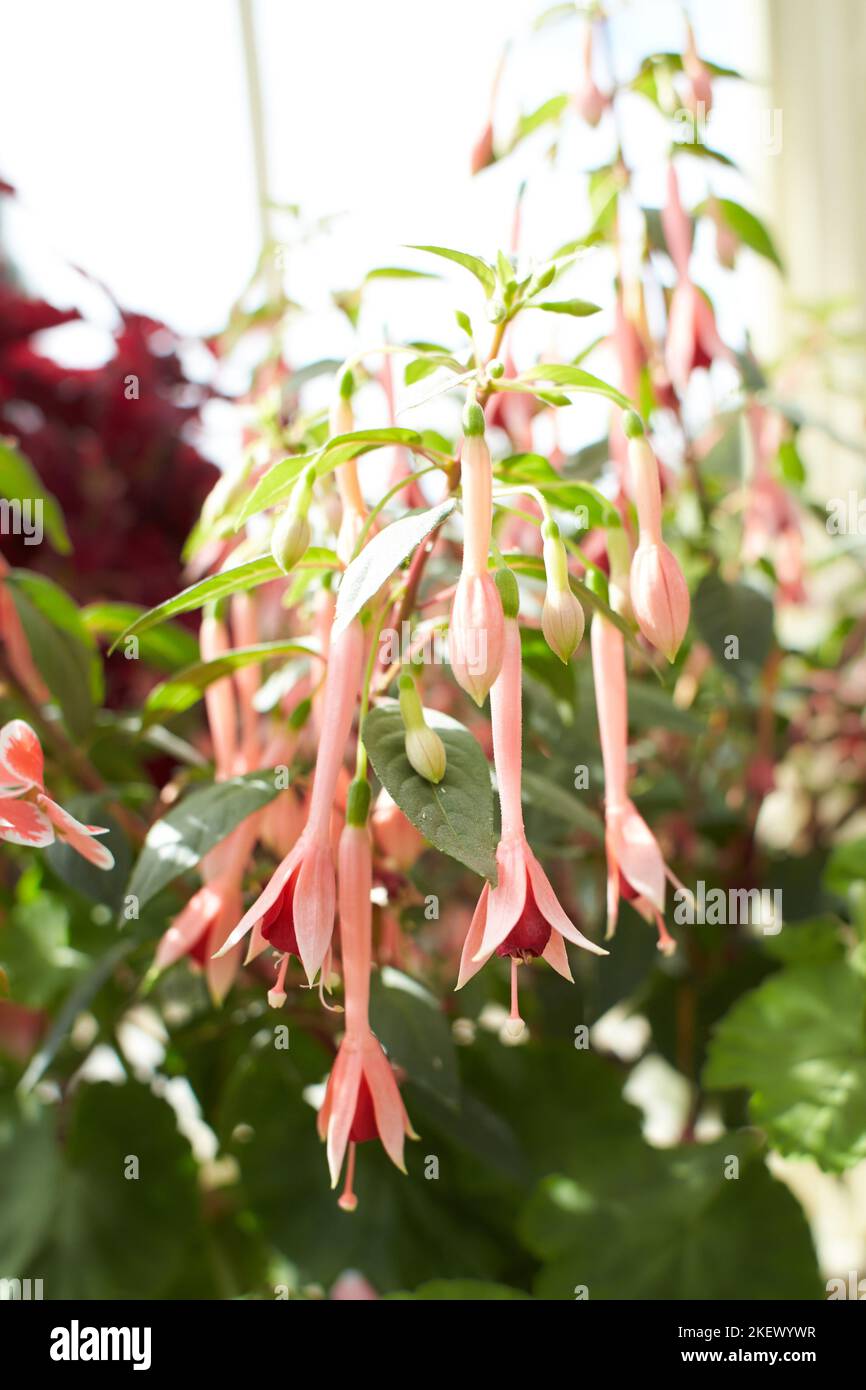 Large number of blooming Pink and white Fuchsia flowers Stock Photo - Alamy