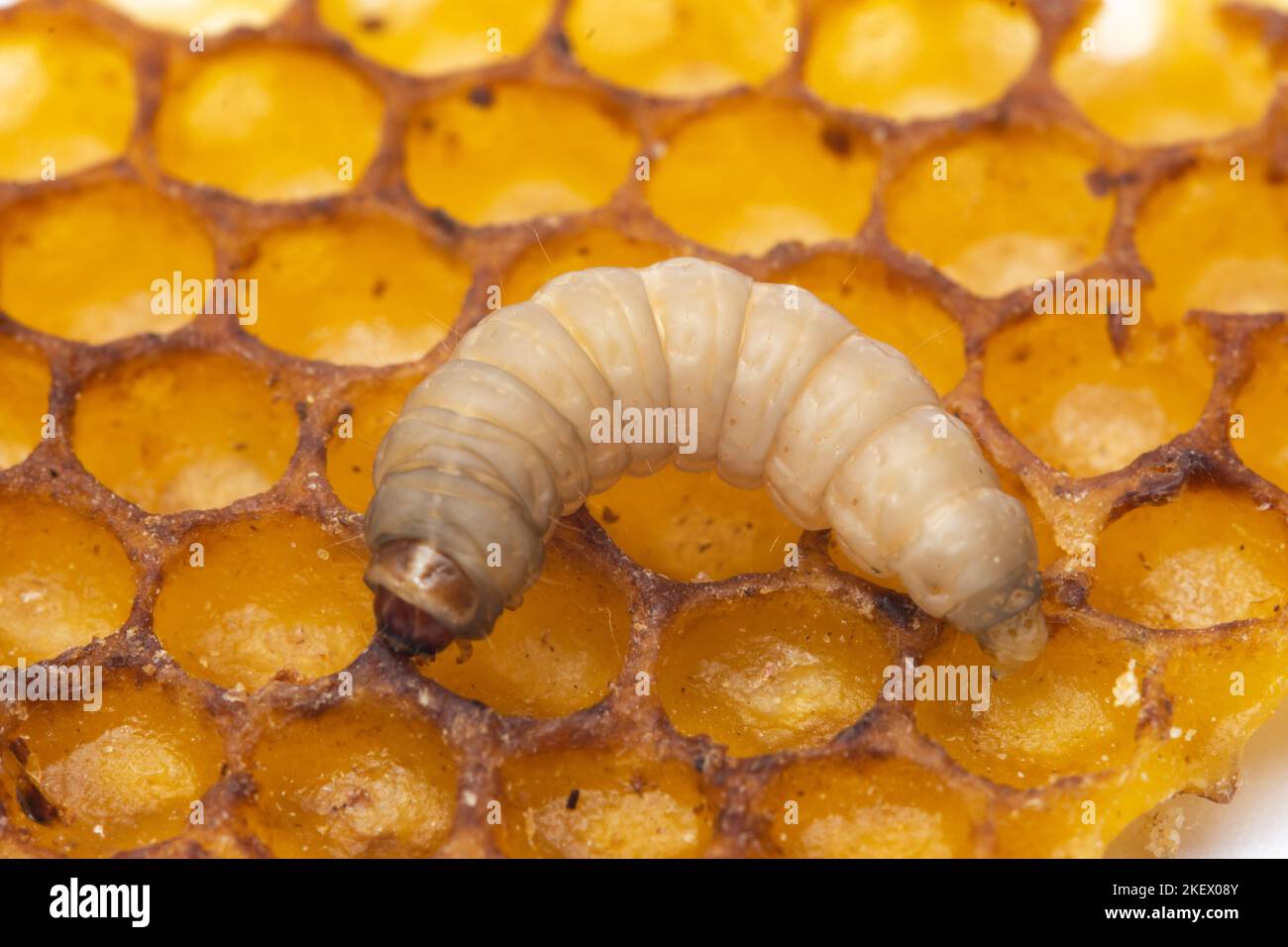 wax moth galleria mellonella caterpillar insect Stock Photo - Alamy
