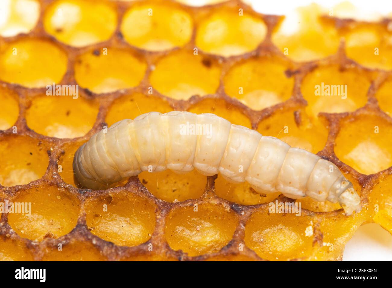 wax moth galleria mellonella caterpillar insect Stock Photo - Alamy