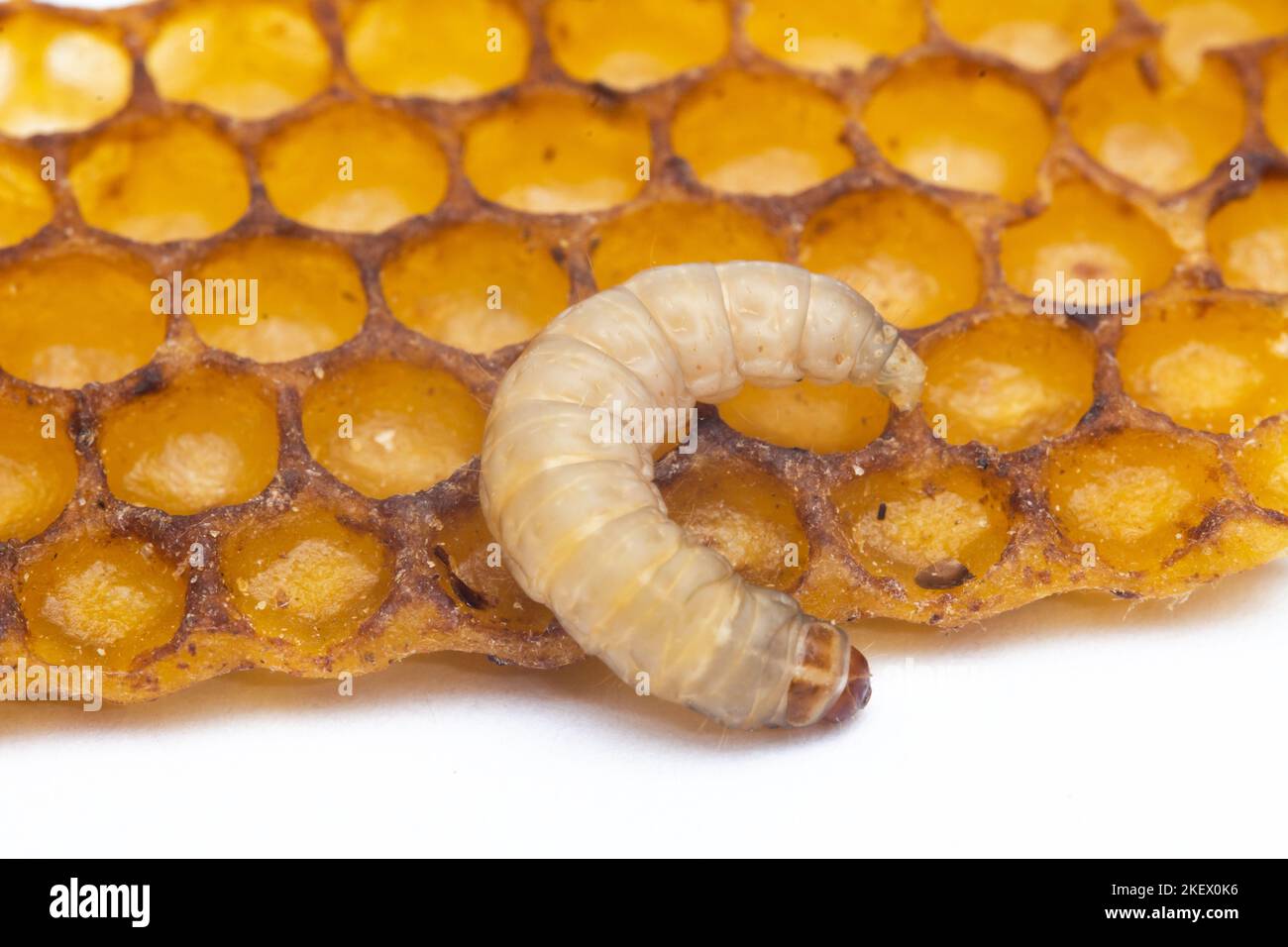 wax moth galleria mellonella caterpillar insect Stock Photo - Alamy